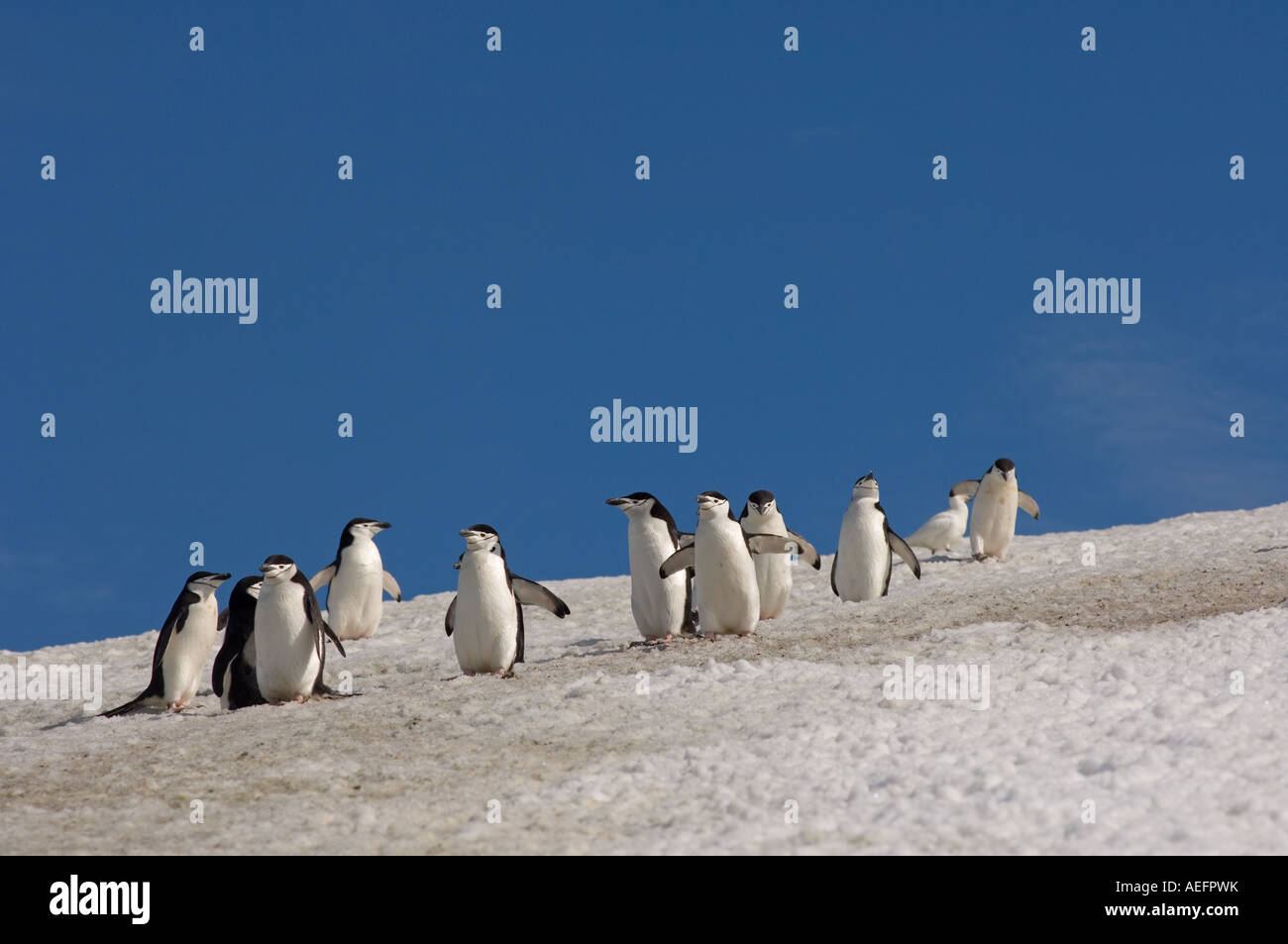 chinstrap penguins Pygoscelis antarctica and gentoo penguins Pygoscelis ...