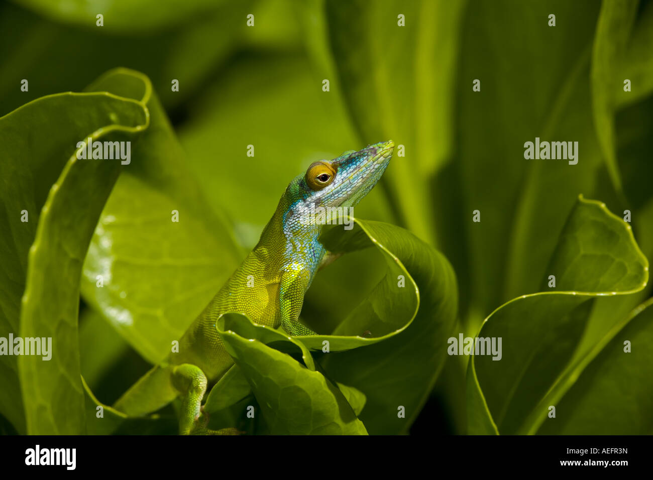 Aqua lizard hi-res stock photography and images - Alamy