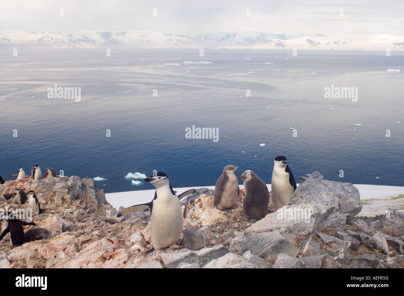 chinstrap penguin Pygoscelis antarctica colony off the western ...