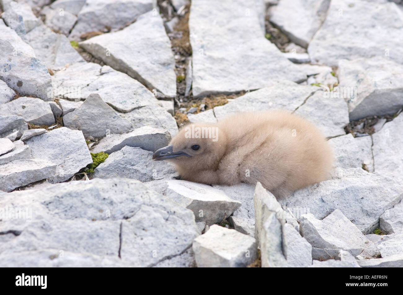 brown skua Catharacta Antarctica or Antarctic skua chick western ...