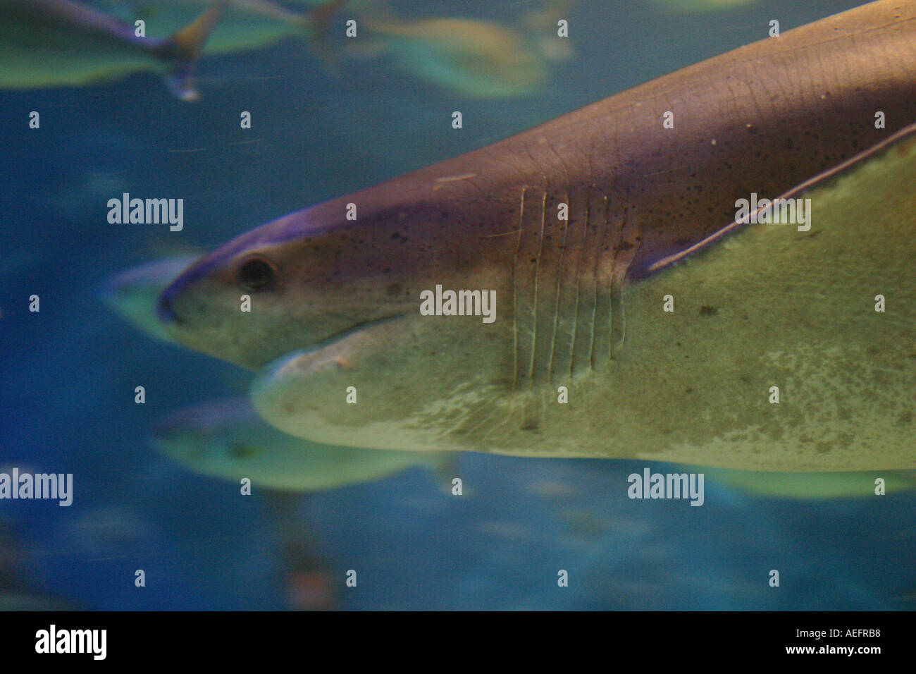 Shark parts hi-res stock photography and images - Alamy