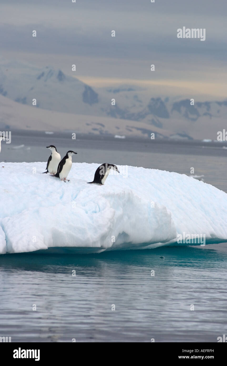 Antarctic floating ice habitat hi-res stock photography and images - Alamy
