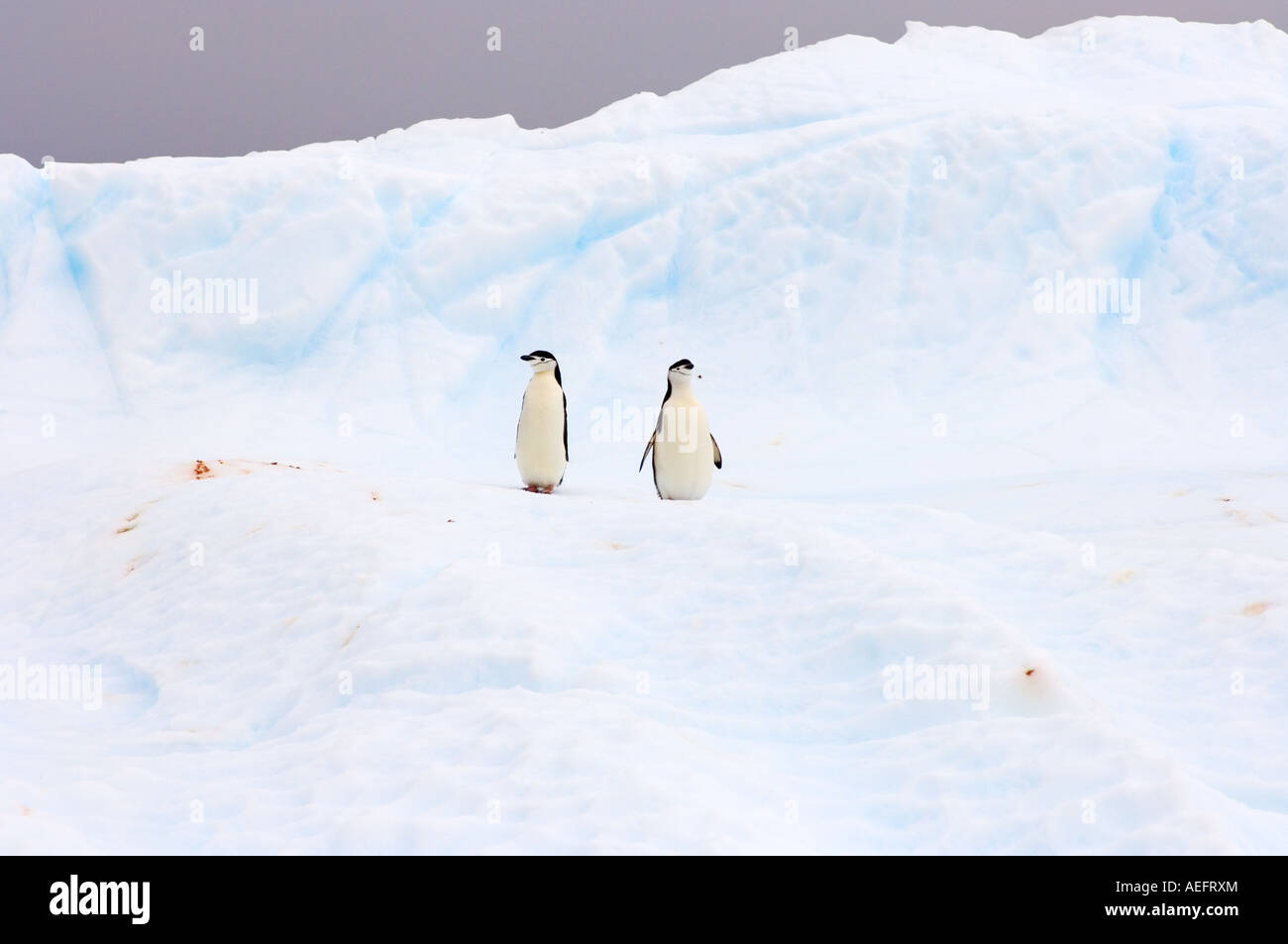 chinstrap penguins Pygoscelis antarctica on glacial ice off the western ...