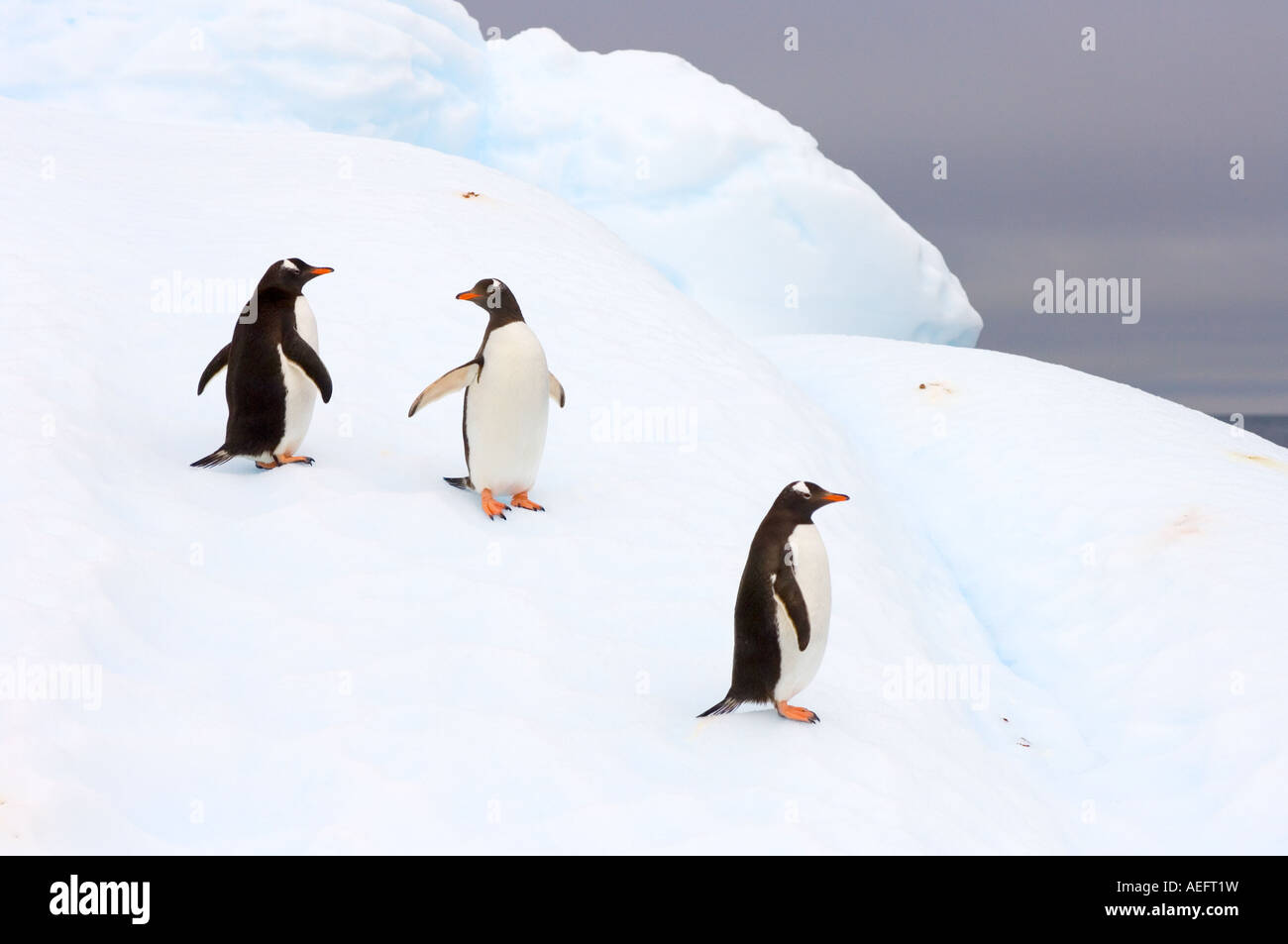 chinstrap penguins Pygoscelis antarctica and gentoo penguins Pygoscelis ...