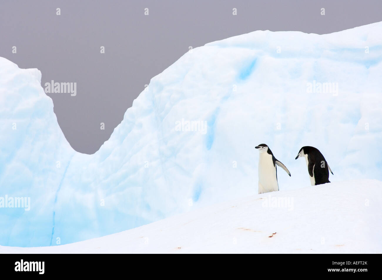chinstrap penguins Pygoscelis antarctica on glacial ice off the western ...