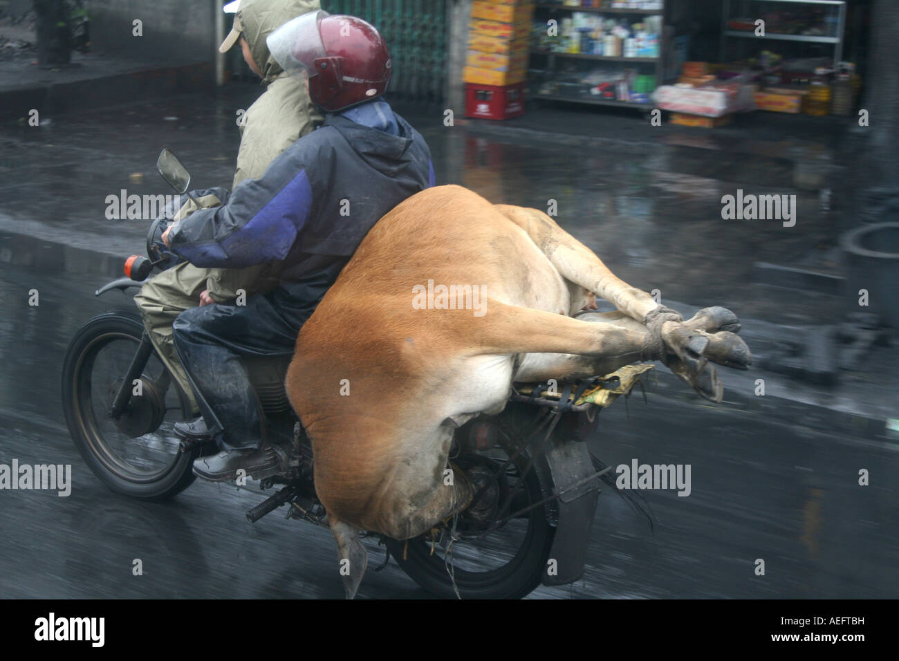 Cow transport hi-res stock photography and images - Alamy
