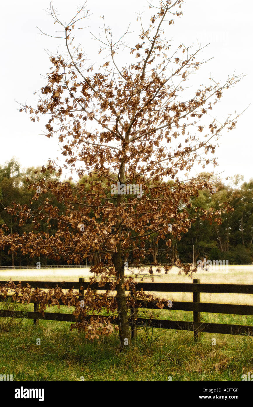 bucolic scene with a tree on spring Stock Photo - Alamy