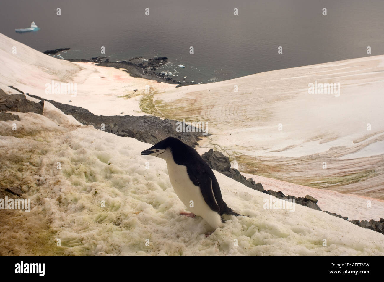 chinstrap penguin Pygoscelis antarctica on a glacial ice cap western ...