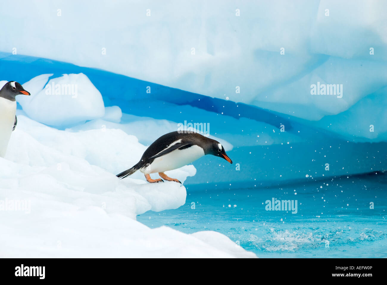 Penguins jumping off icebergs hi-res stock photography and images - Alamy