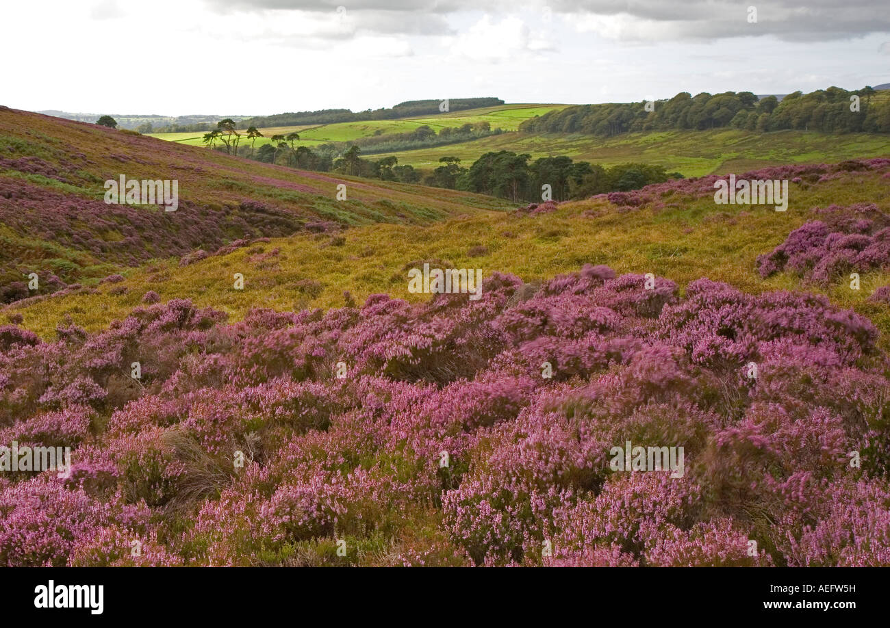 Heather erica sp hi-res stock photography and images - Alamy