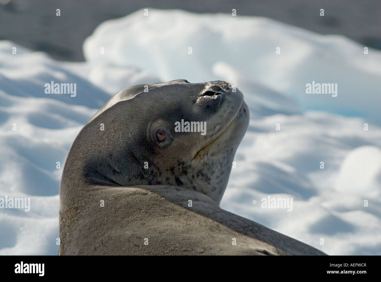 leopard seal Hydrurga leptonyx resting on a glacial ice off the western ...