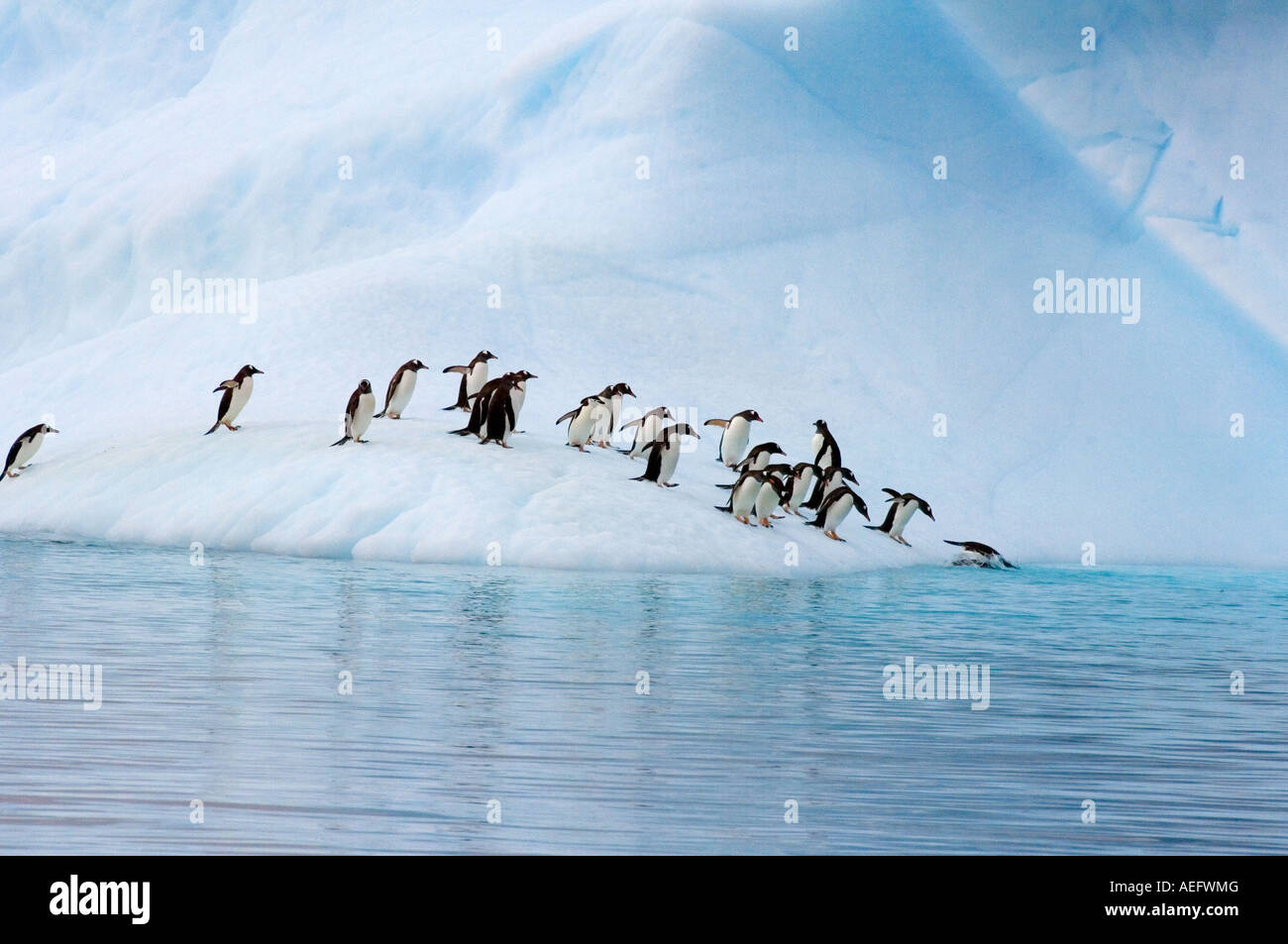 gentoo penguins Pygoscelis Papua and chinstrap penguin Pygoscelis ...