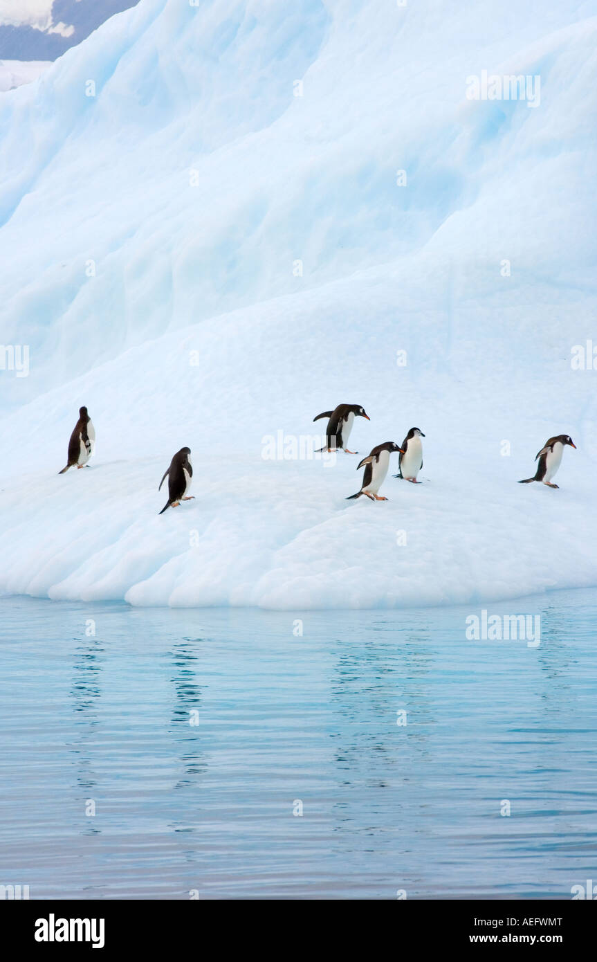 gentoo penguins Pygoscelis Papua and chinstrap penguin Pygoscelis ...