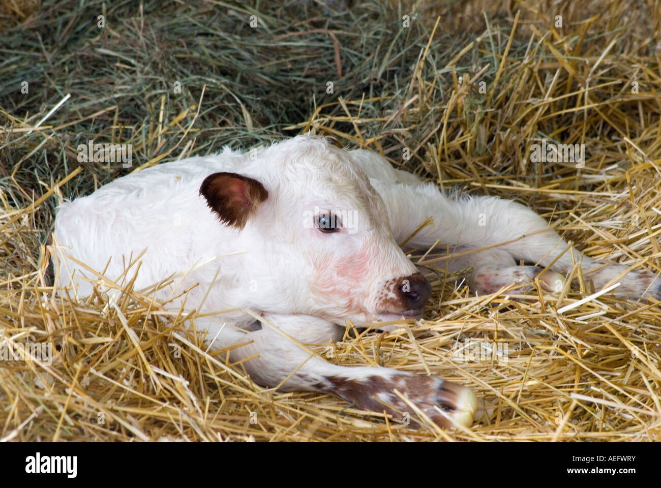 Birth calf hi-res stock photography and images - Alamy