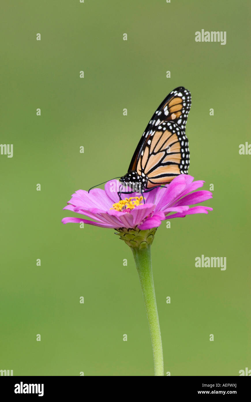 Monarch Butterfly Pollinating a Zinnia Flower Stock Photo - Alamy