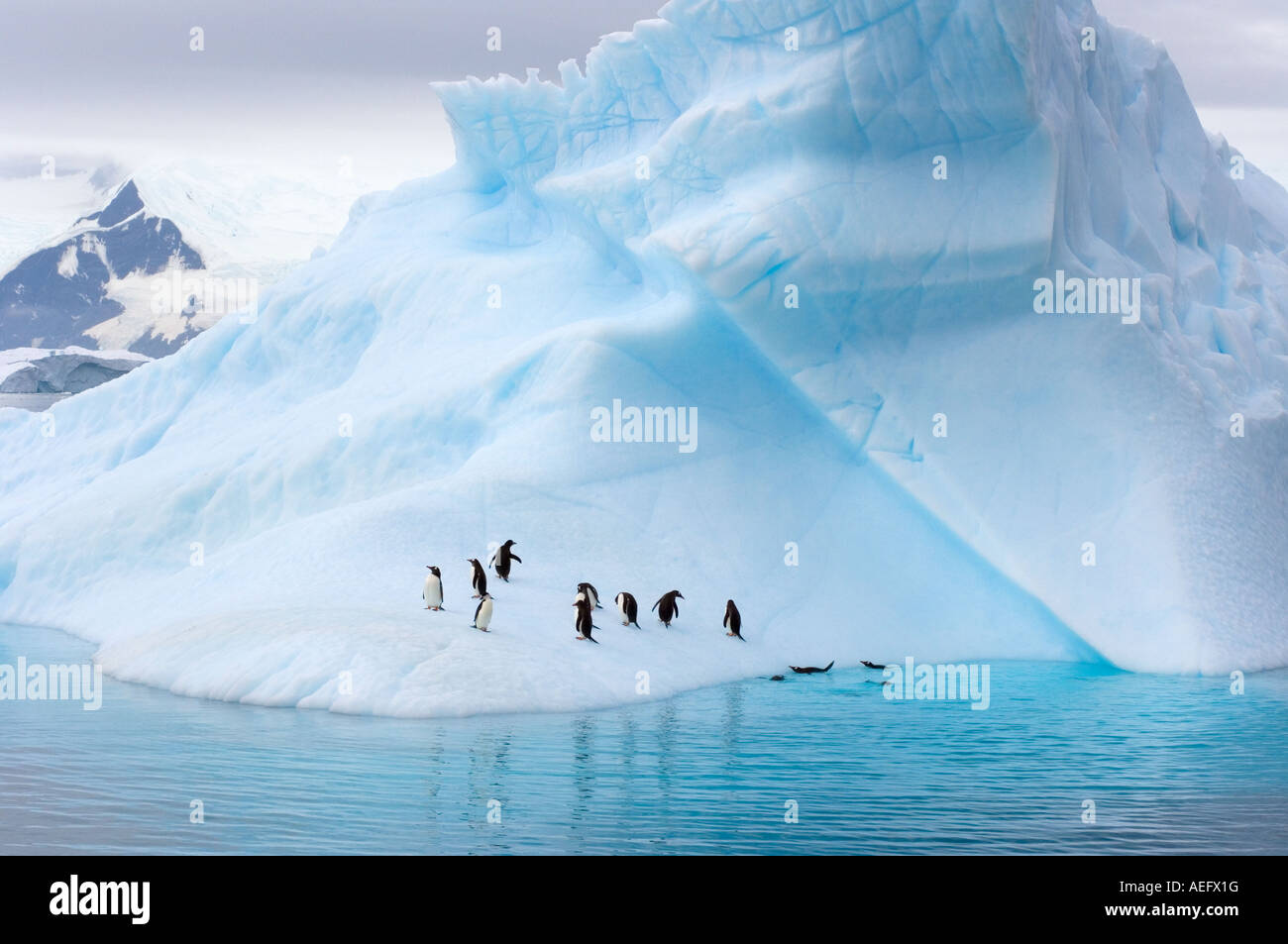 gentoo penguins Pygoscelis Papua and chinstrap penguin Pygoscelis ...