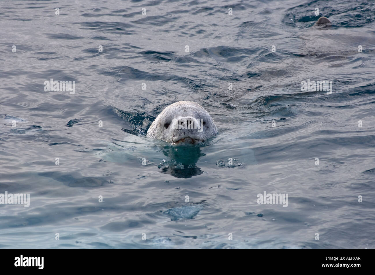 crabeater seal Lobodon carcinophaga in waters off the western Antarctic ...