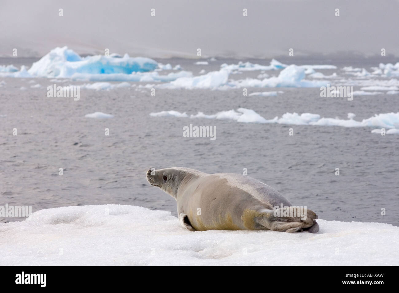Lobodon carcinophaga teeth hi-res stock photography and images - Alamy