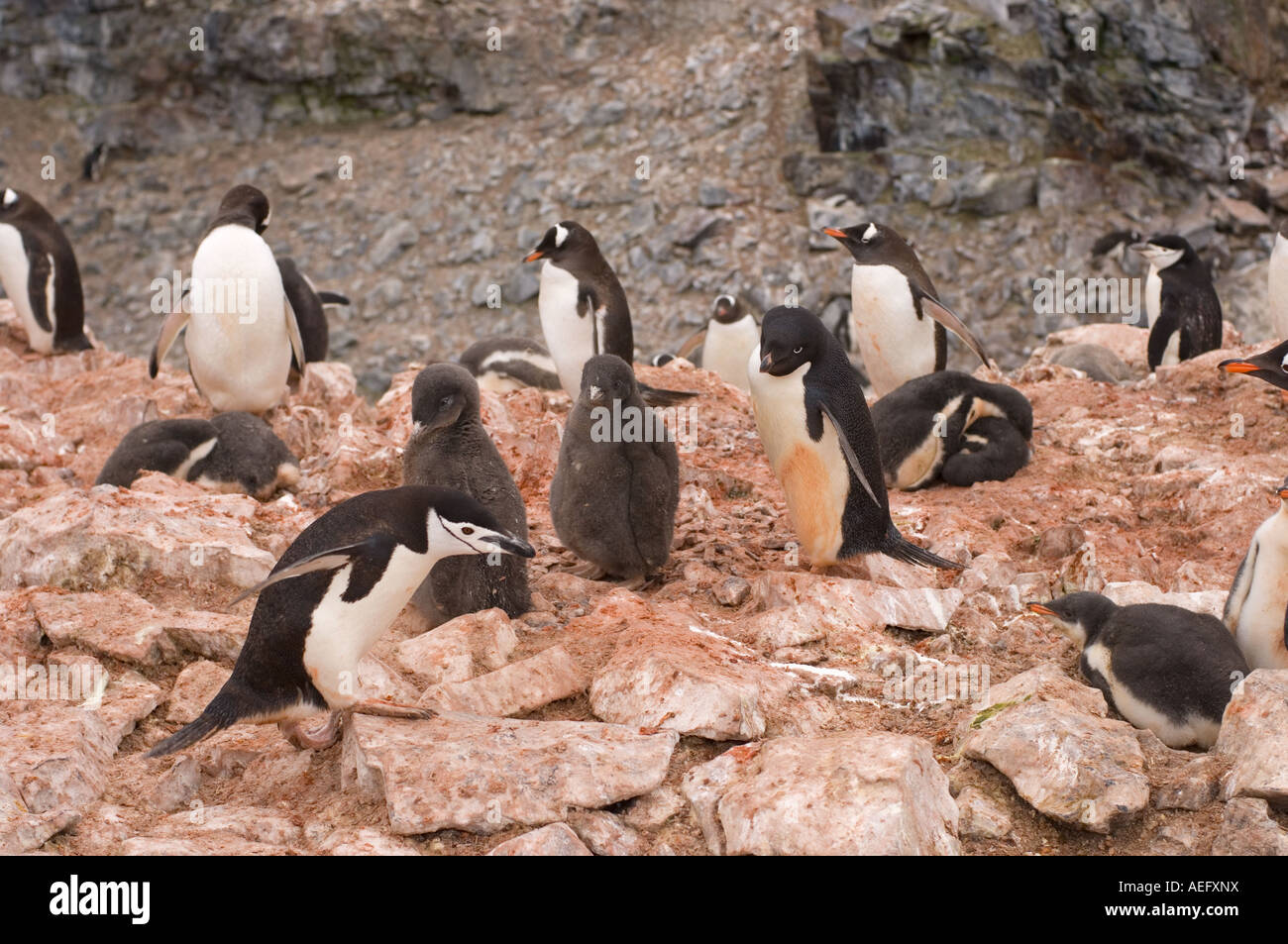 adelie penguin Pygoscelis Adeliae chinstrap penguin Pygoscelis ...