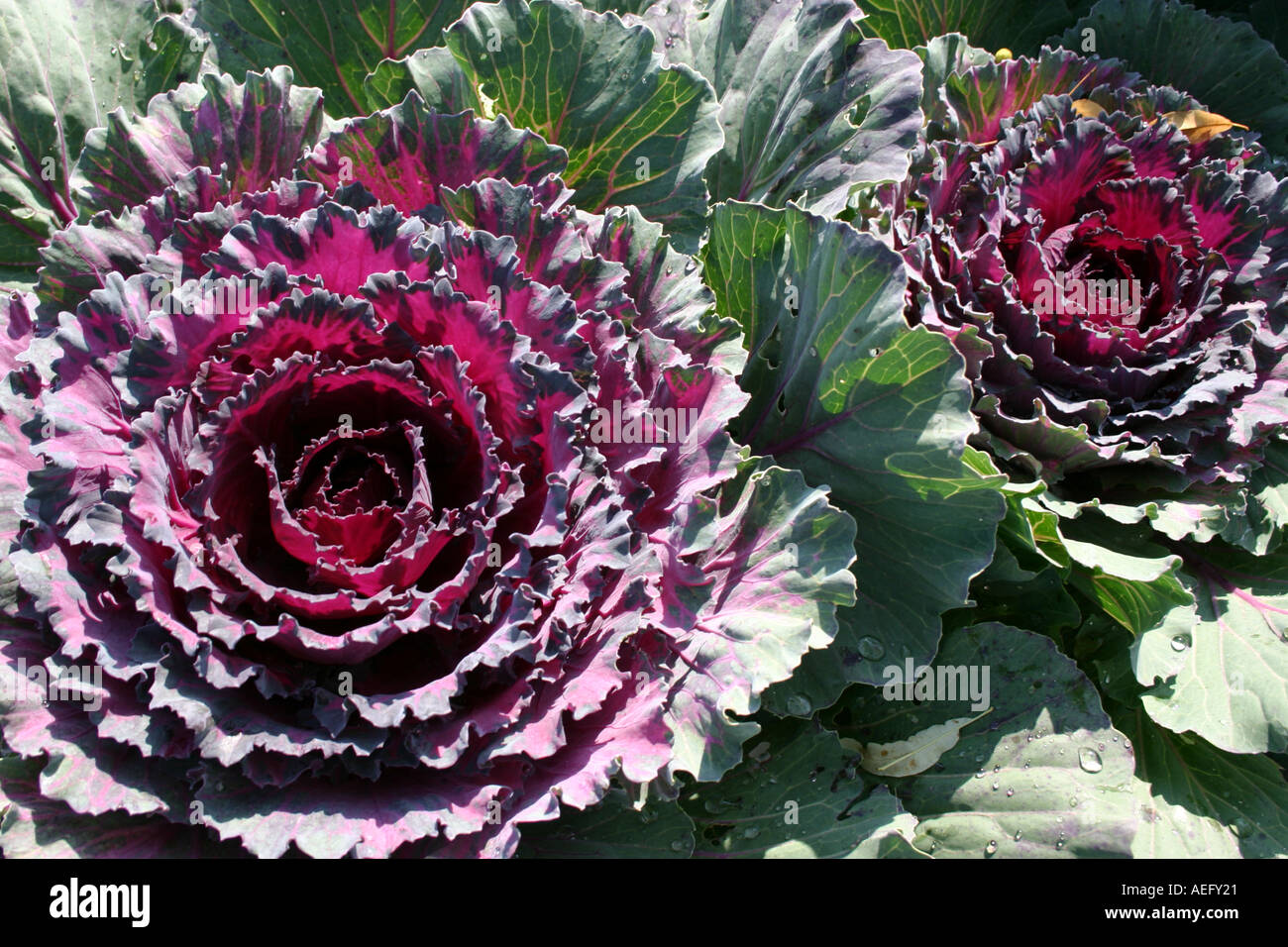 Ornamental cabbage display hi-res stock photography and images - Alamy