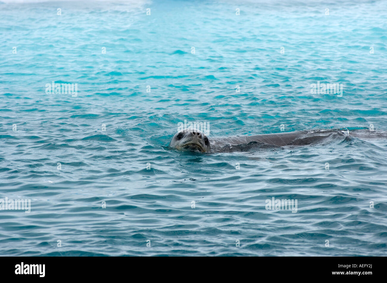 Leopard seal Hydrurga leptonyx in waters off the western Antarctic ...