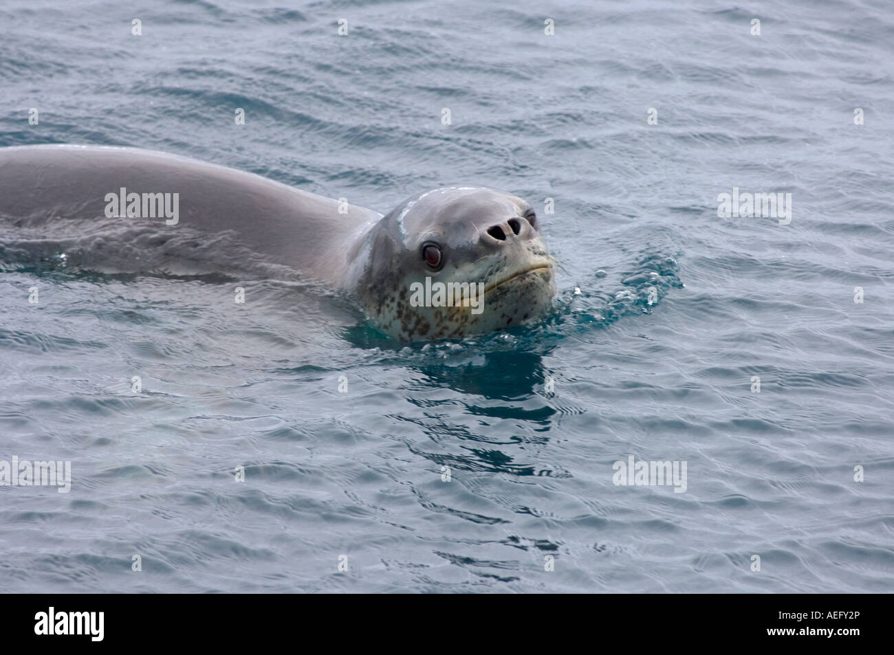 Leopard seal Hydrurga leptonyx in waters off the western Antarctic ...