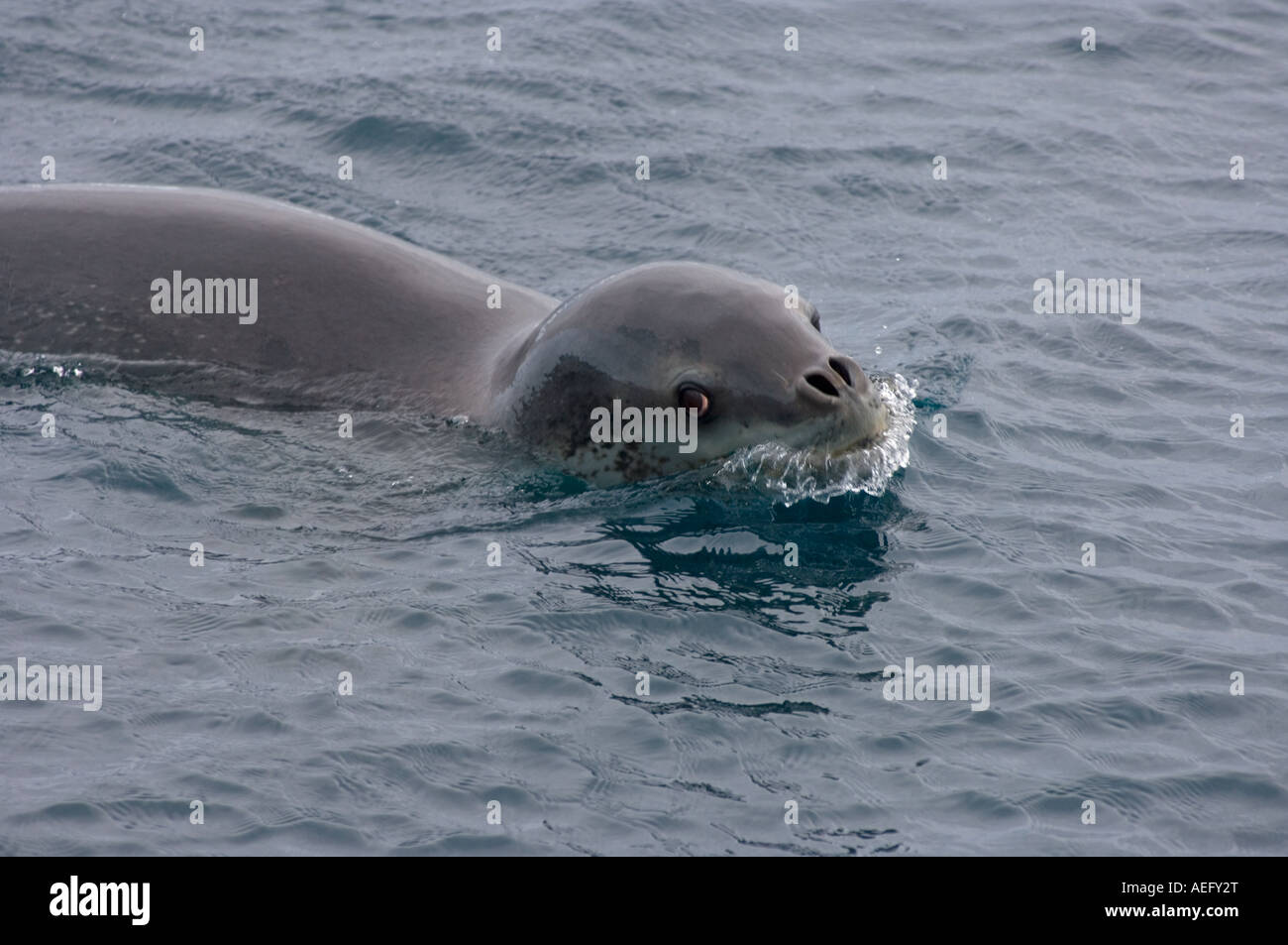 Leopard seal Hydrurga leptonyx in waters off the western Antarctic ...