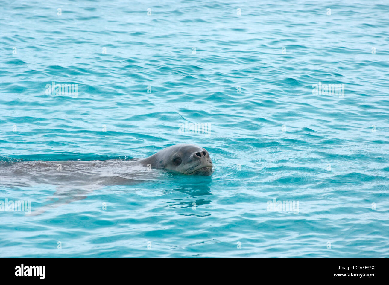 Leopard seal Hydrurga leptonyx in waters off the western Antarctic ...