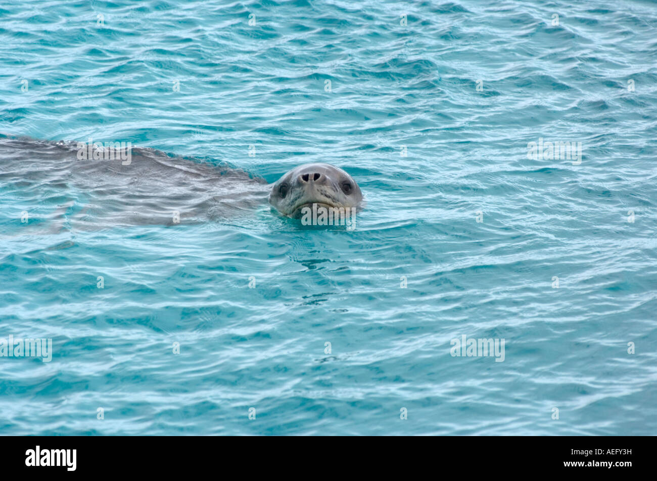 Leopard seal Hydrurga leptonyx in waters off the western Antarctic ...