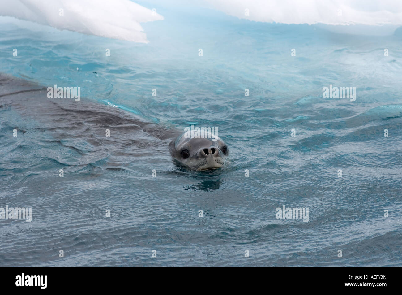 Leopard seal Hydrurga leptonyx in waters off the western Antarctic ...