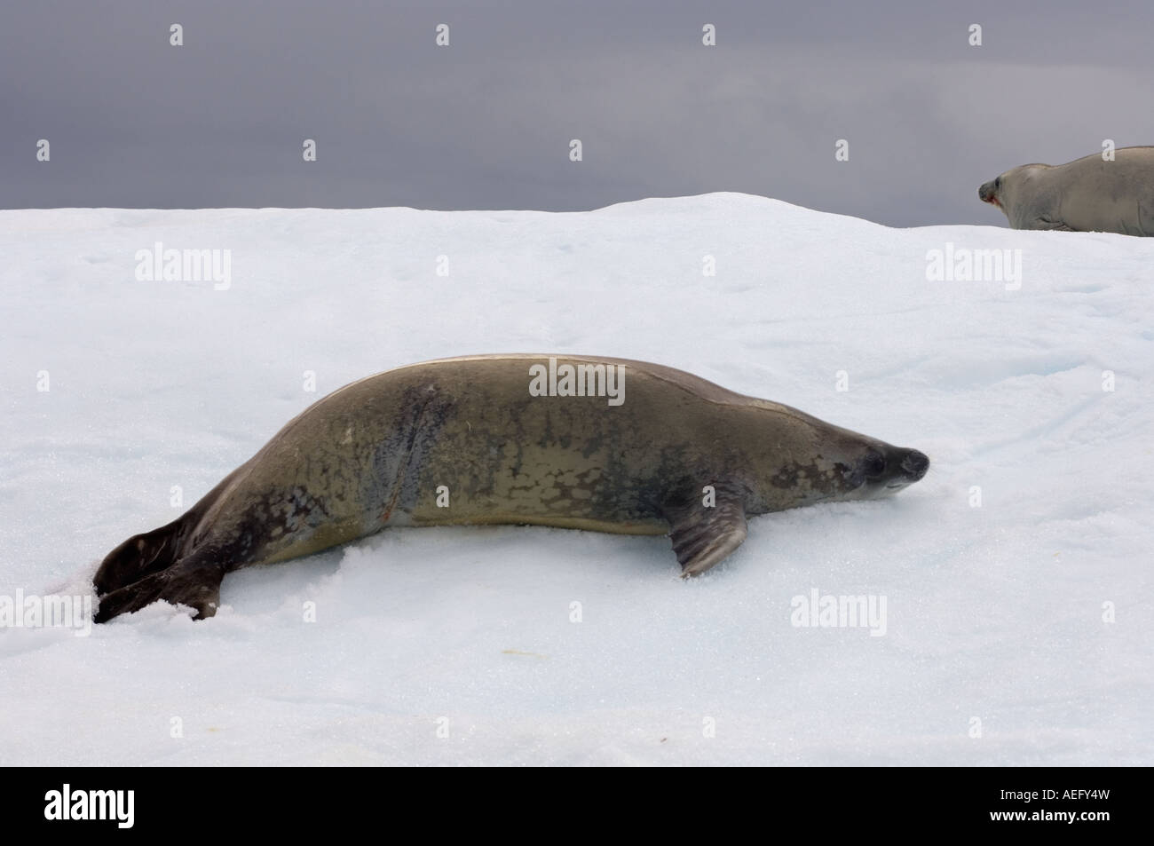 Lobodon carcinophaga teeth hi-res stock photography and images - Alamy