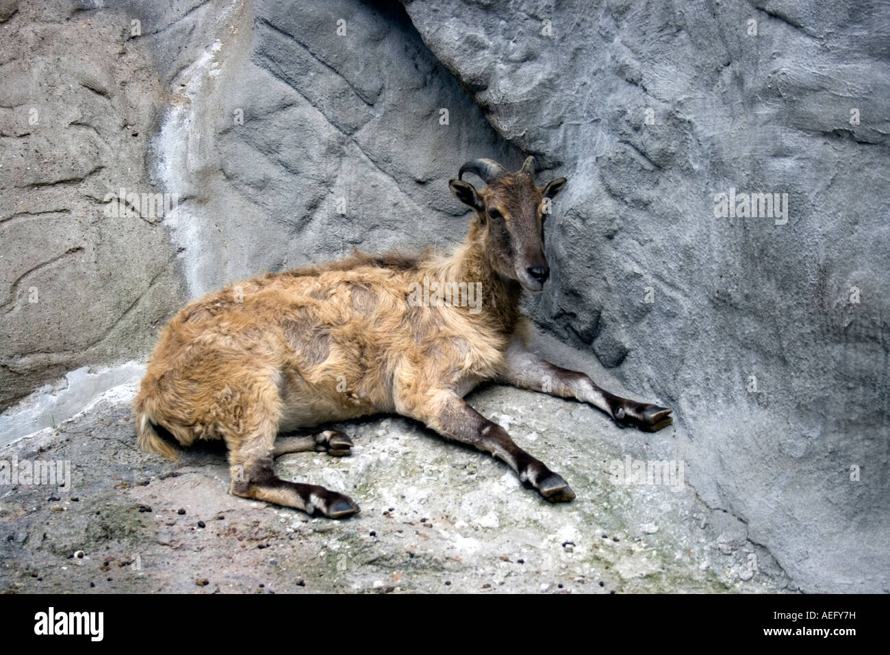 Ovis gmelinii hi-res stock photography and images - Alamy