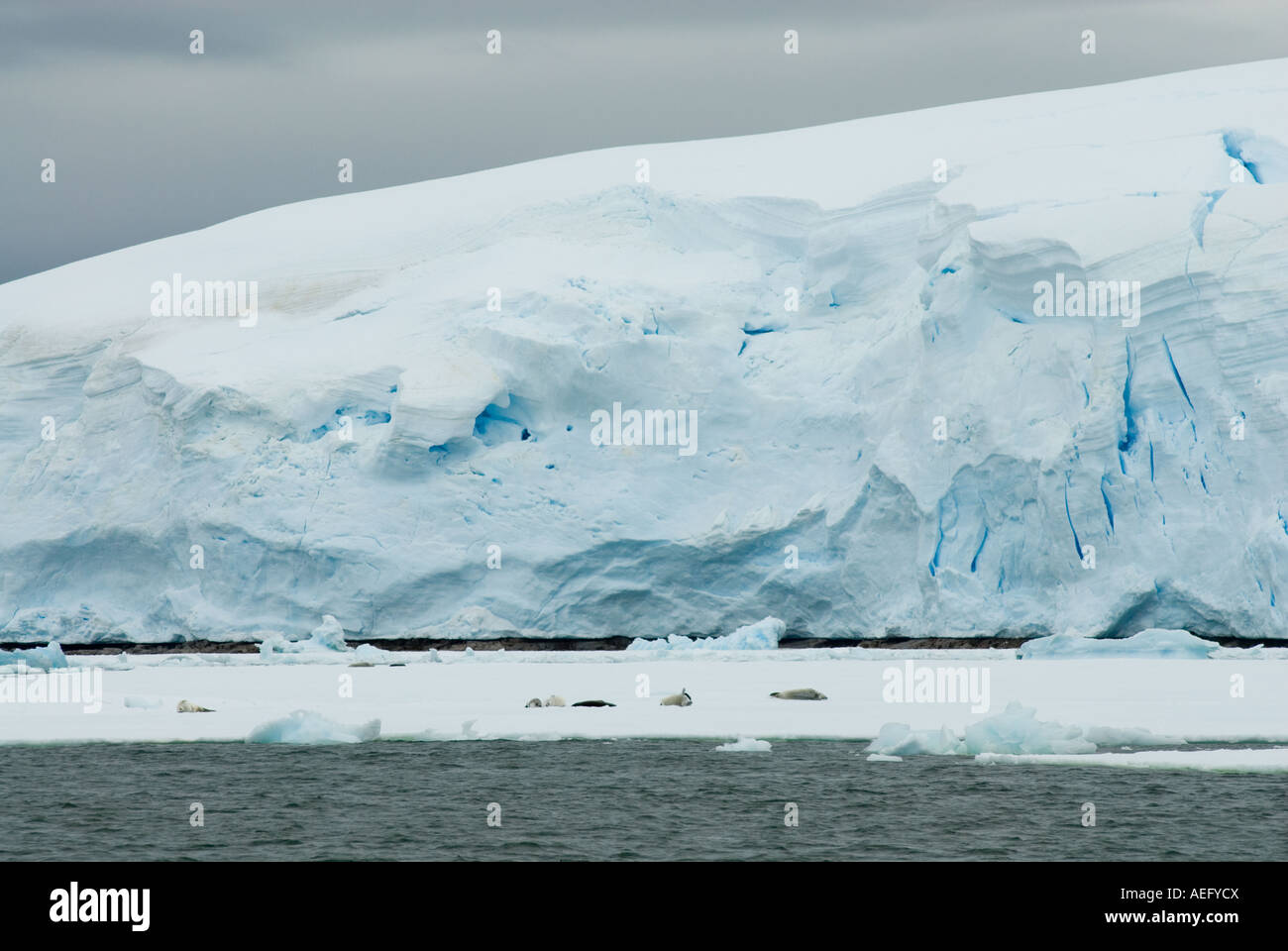 crabeater seal Lobodon carcinophaga resting on a saltwater pan of sea ...