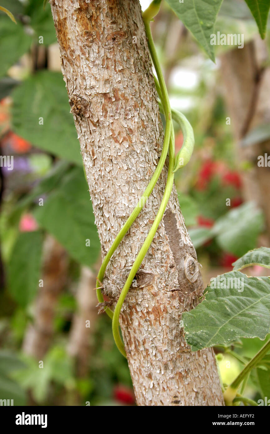 Bean stalk hi-res stock photography and images - Alamy