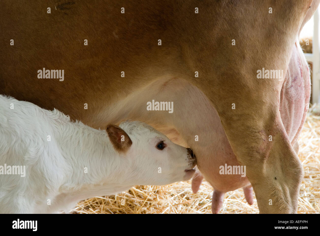 Newborn Calf Nursing Stock Photo - Alamy