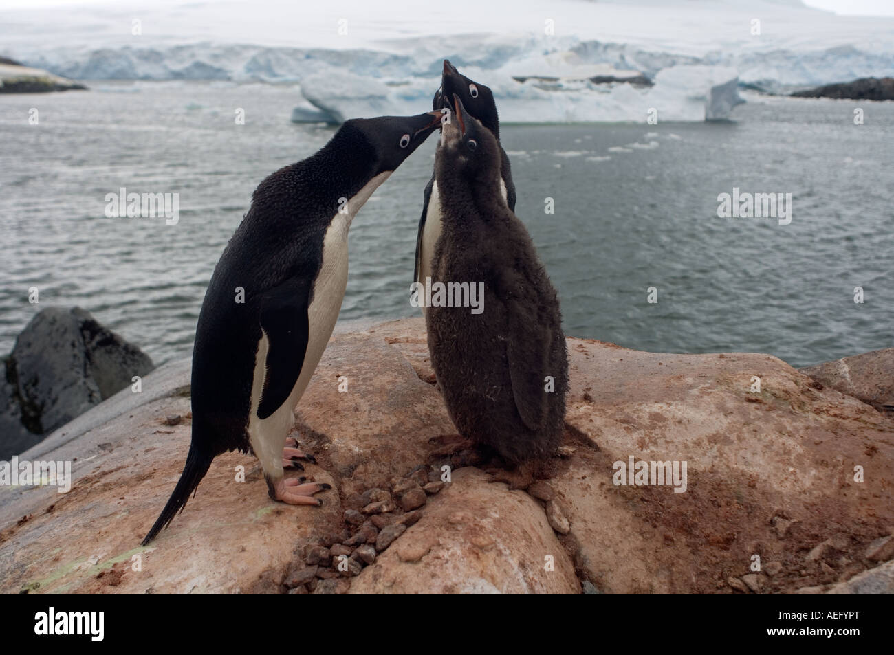 Adelie penguin nesting behavior hi-res stock photography and images - Alamy