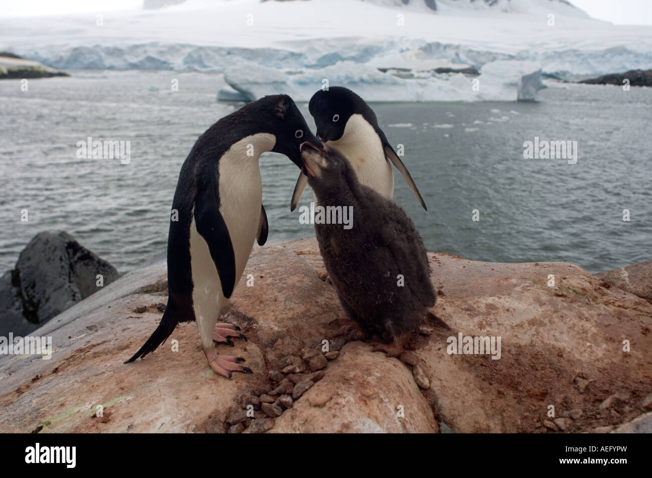 adelie penguin Pygoscelis Adeliae parents feed their chick on the ...