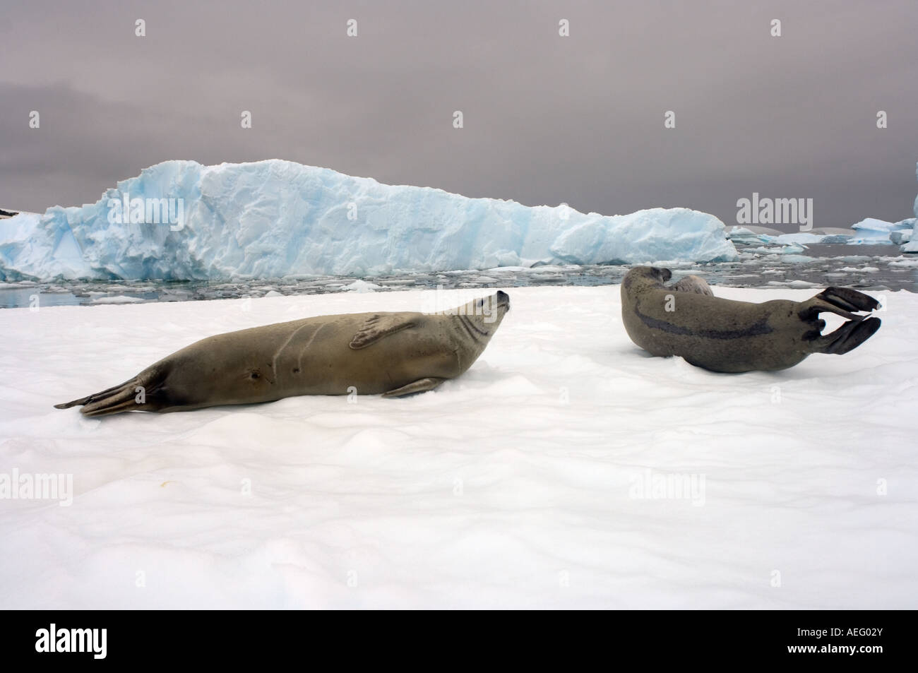 crabeater seals Lobodon carcinophaga resting on a saltwater pan of sea ...
