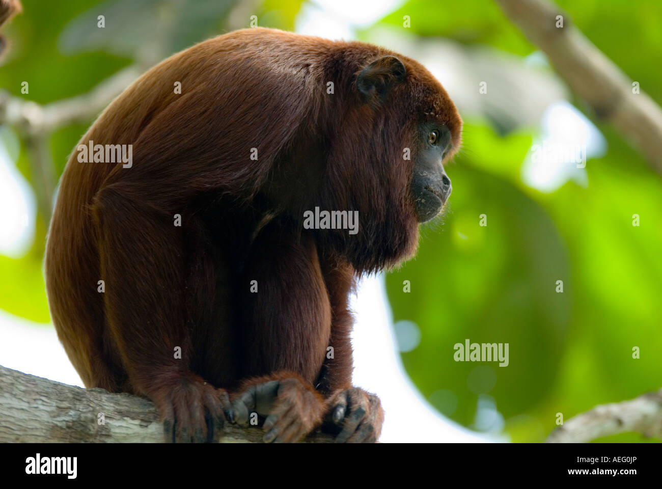 RED HOWLER MONKEY Alouatta seniculus Stock Photo - Alamy