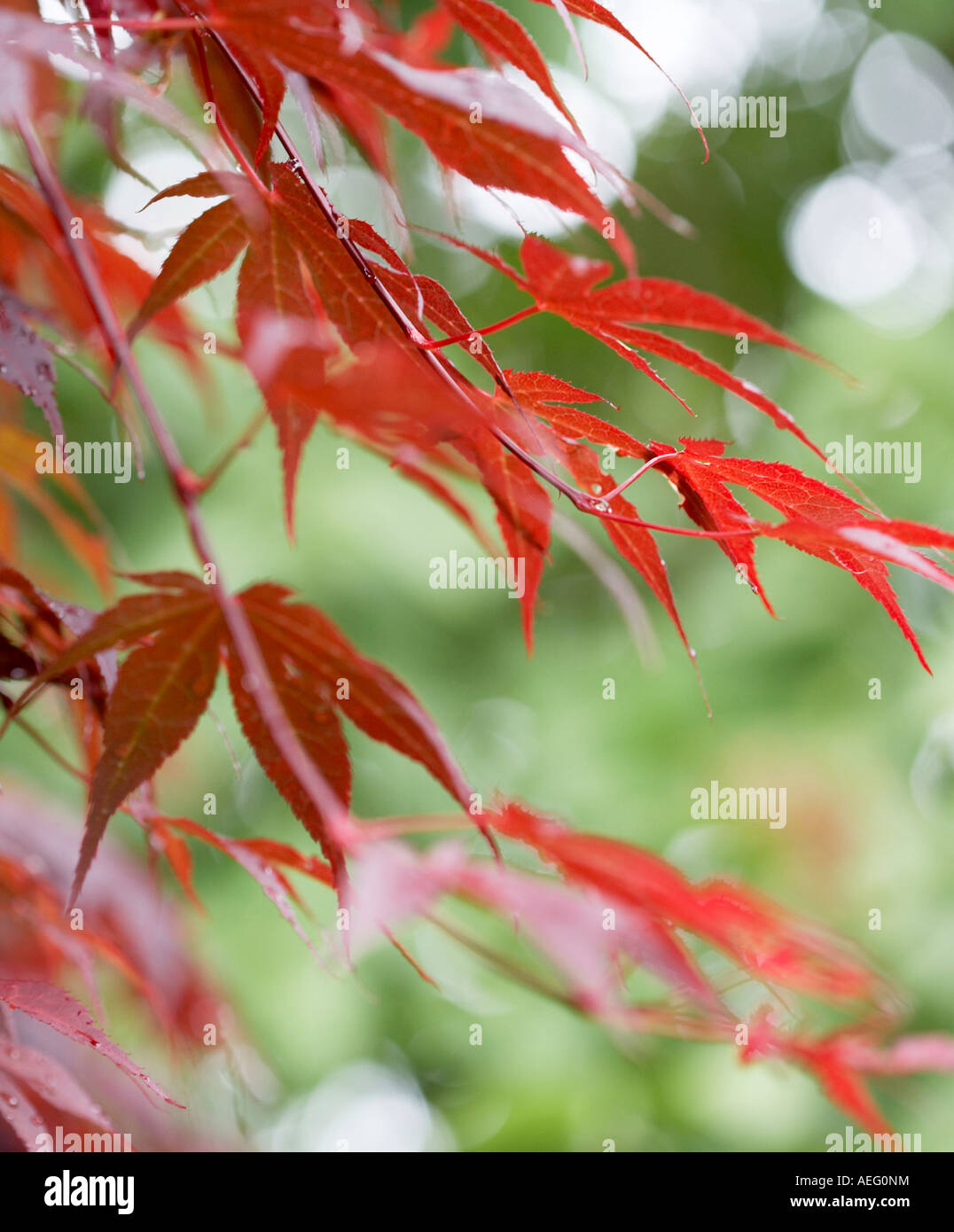 Acer palmatum atropurpureum Japanese Maple Stock Photo - Alamy