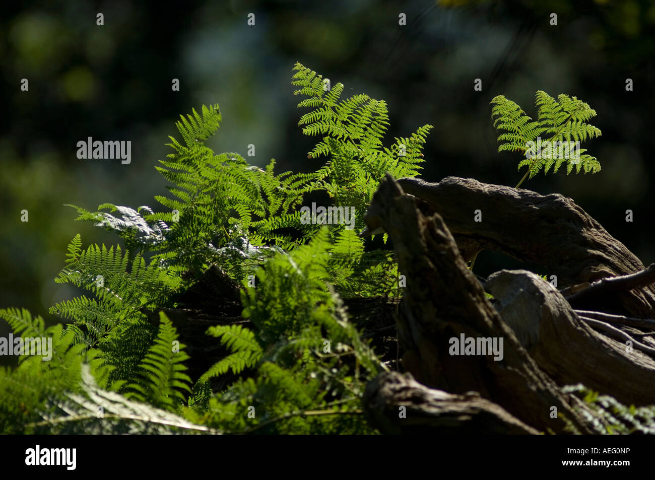 bracken fronds growing in woodland Stock Photo - Alamy