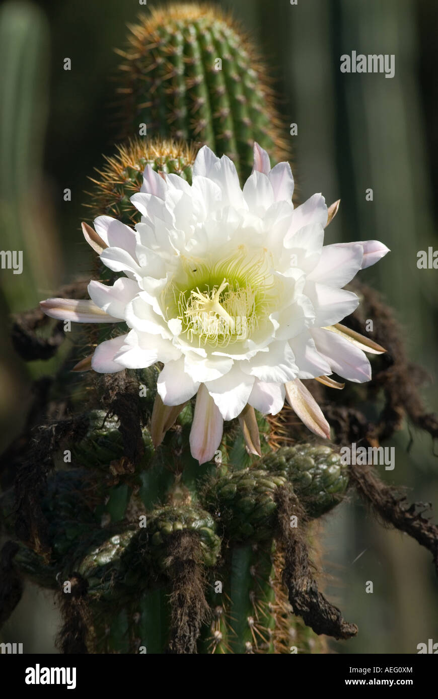 White Cactus flower bloom Stock Photo - Alamy