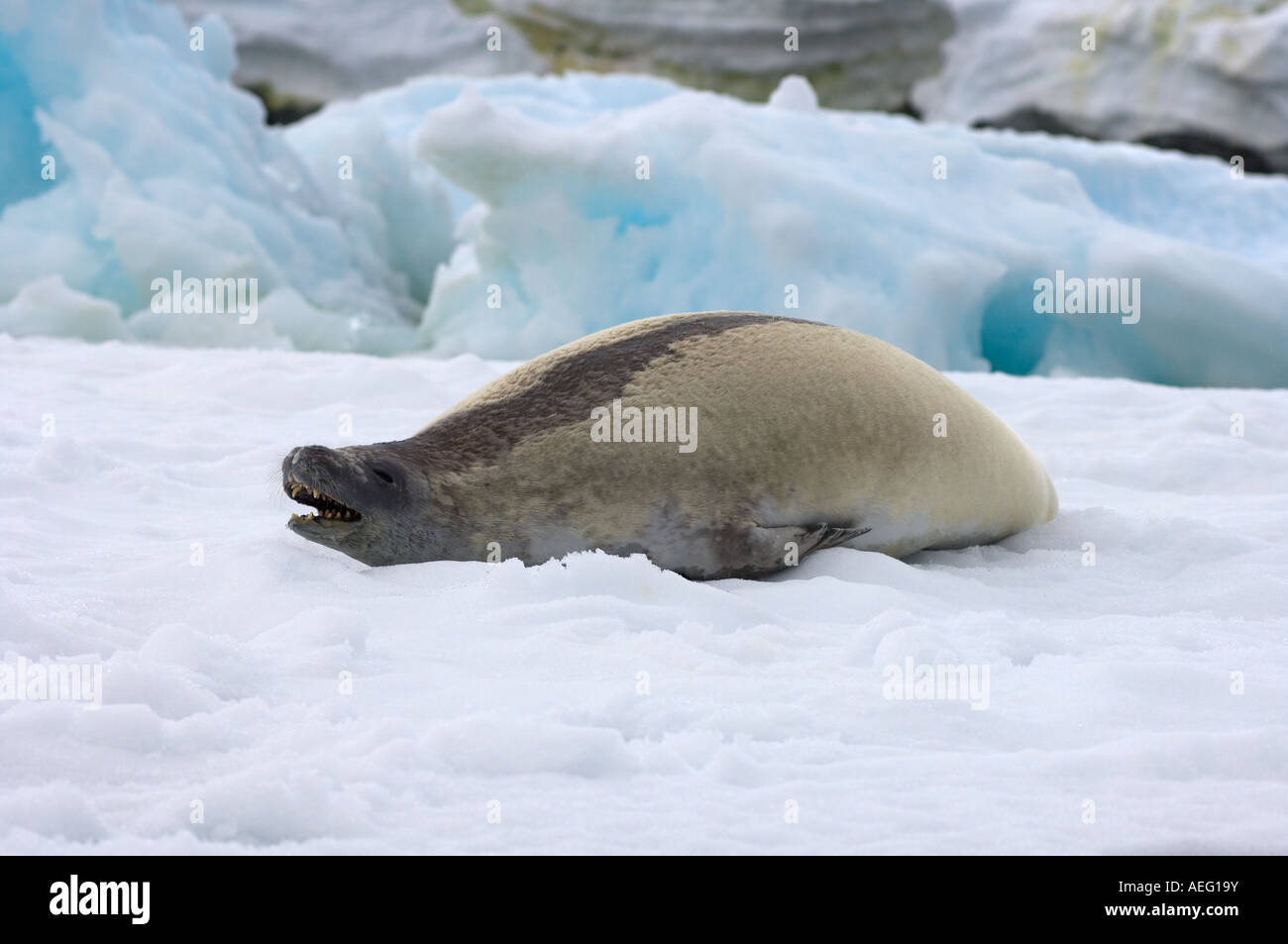 crabeater seal Lobodon carcinophaga resting on a saltwater pan of sea ...