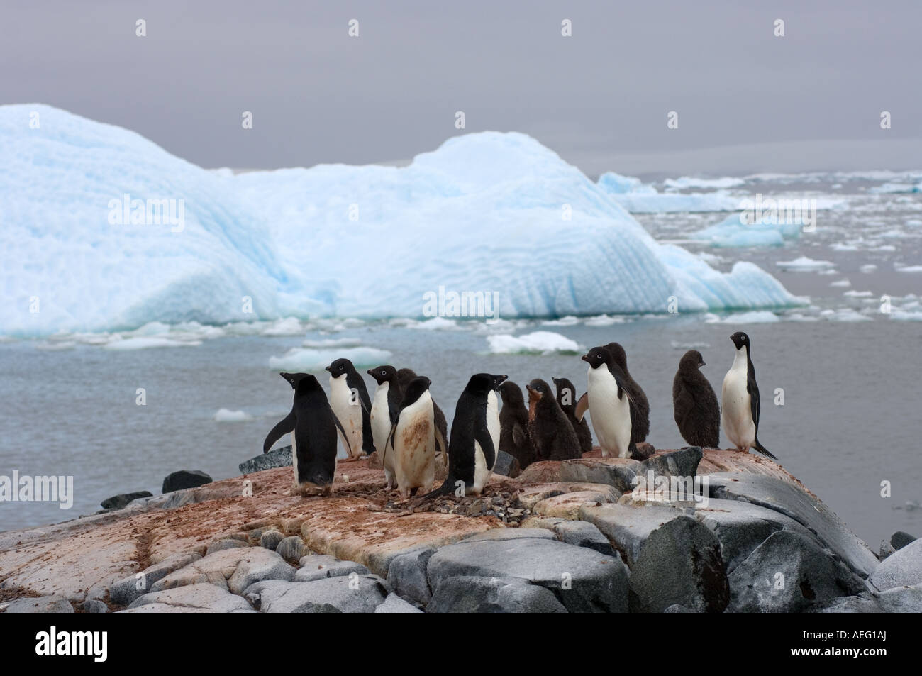 Antarctic seabirds hi-res stock photography and images - Alamy