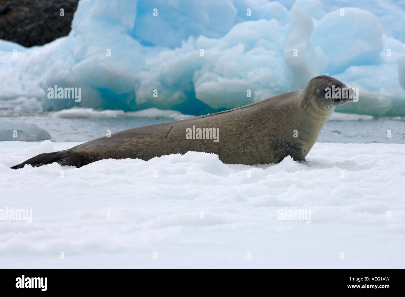 crabeater seal Lobodon carcinophaga resting on a saltwater pan of sea ...