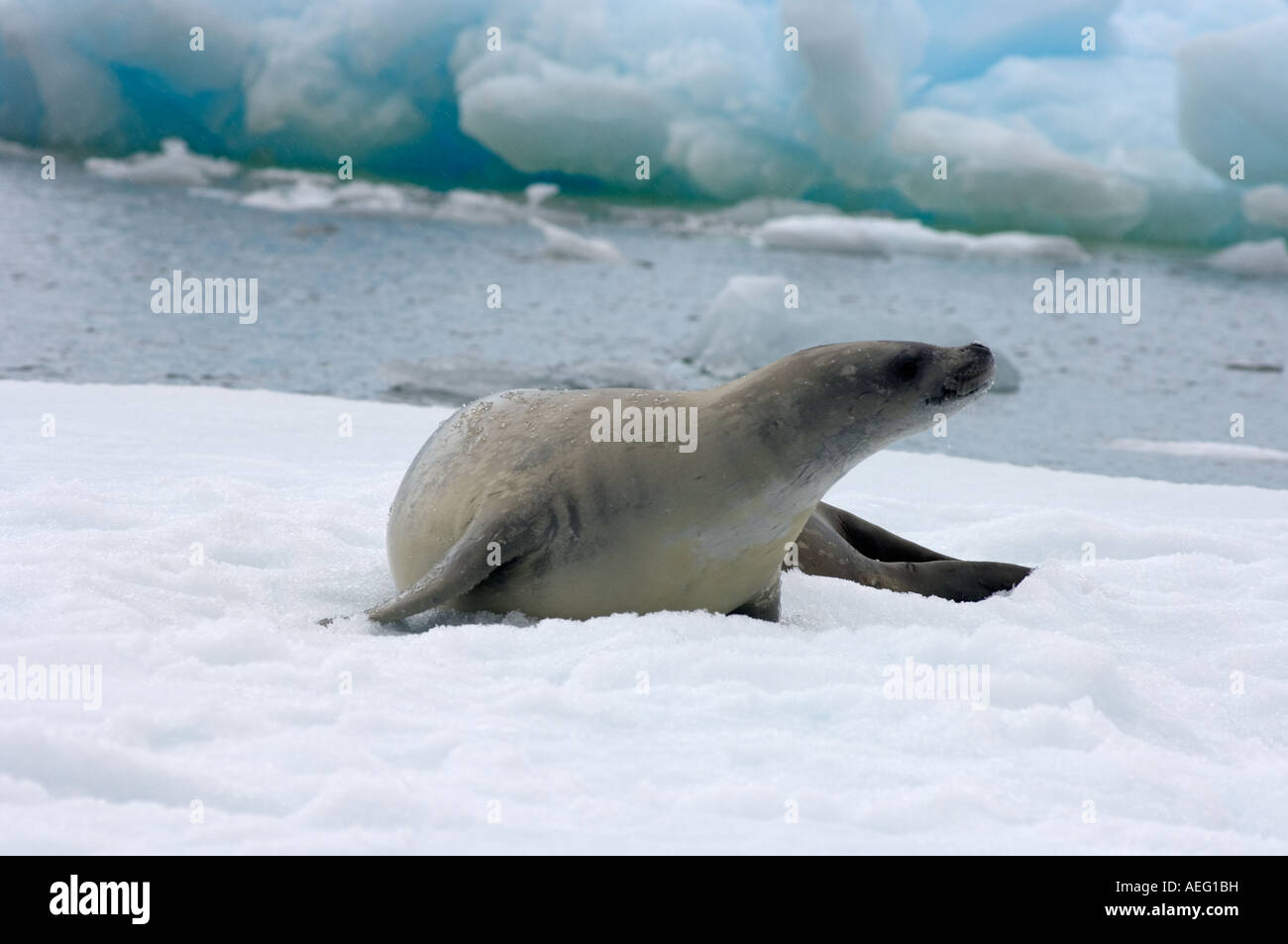 crabeater seal Lobodon carcinophaga resting on a saltwater pan of sea ...