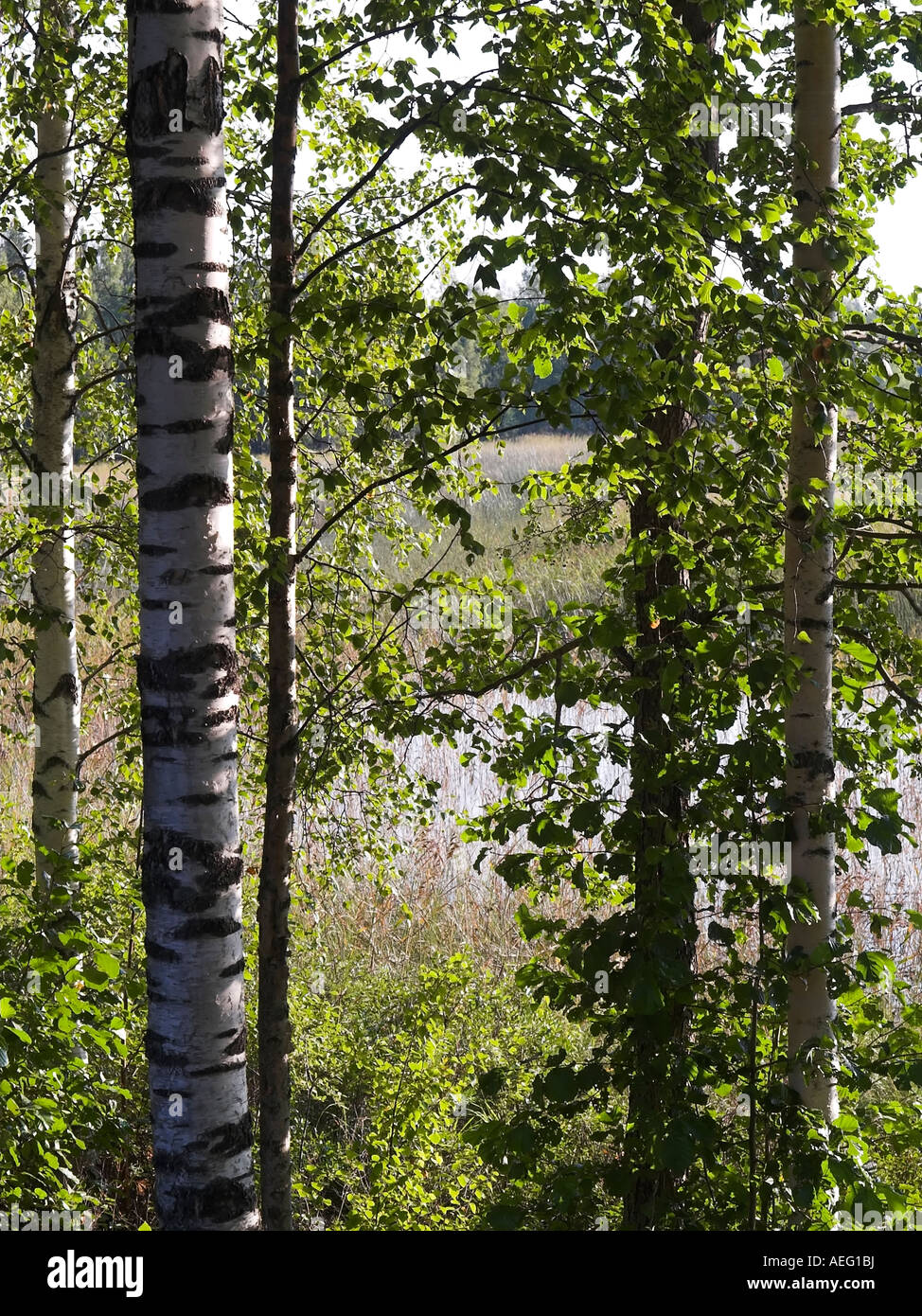 trees in Finland Stock Photo - Alamy