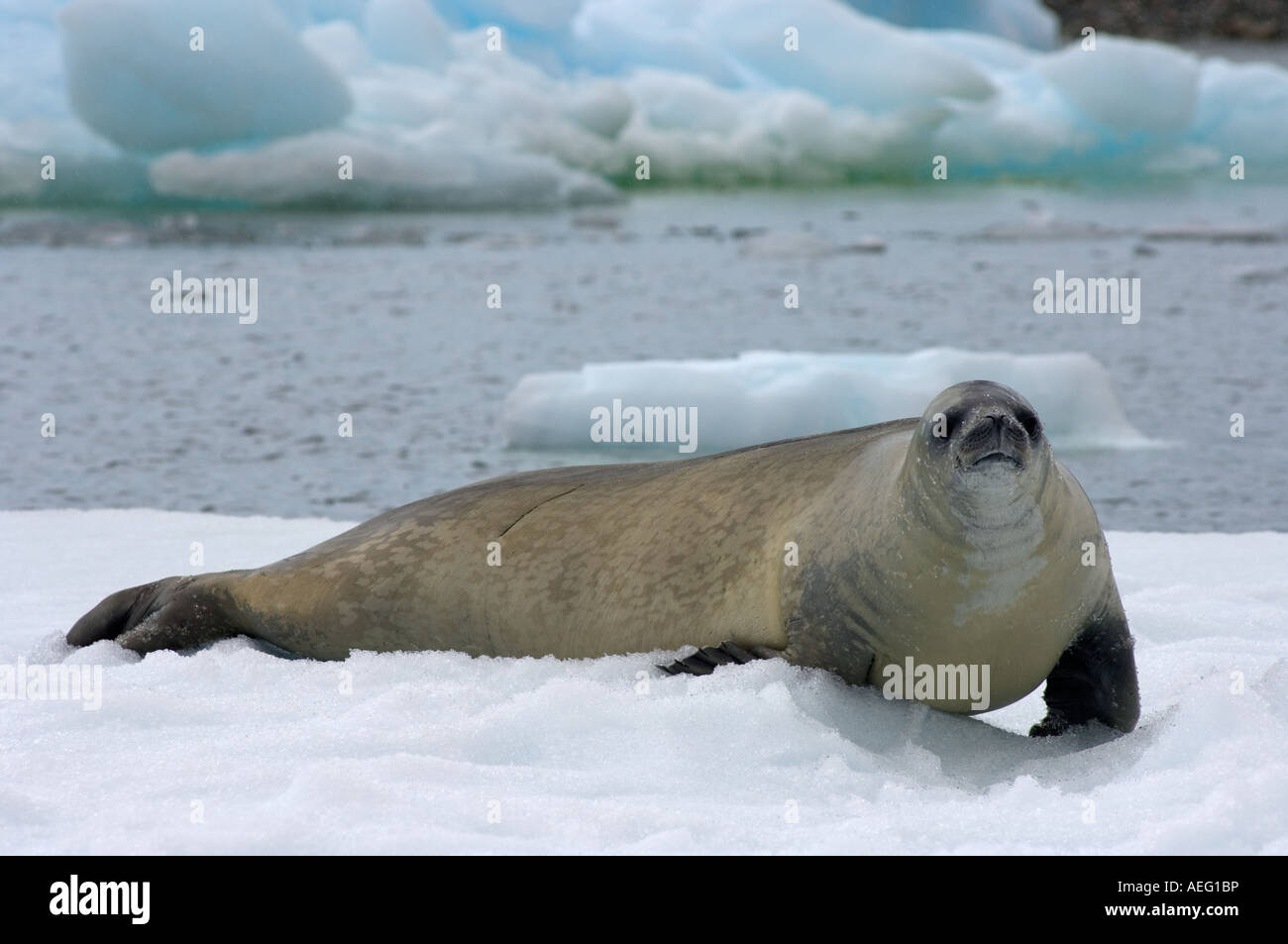 crabeater seal Lobodon carcinophaga resting on a saltwater pan of sea ...
