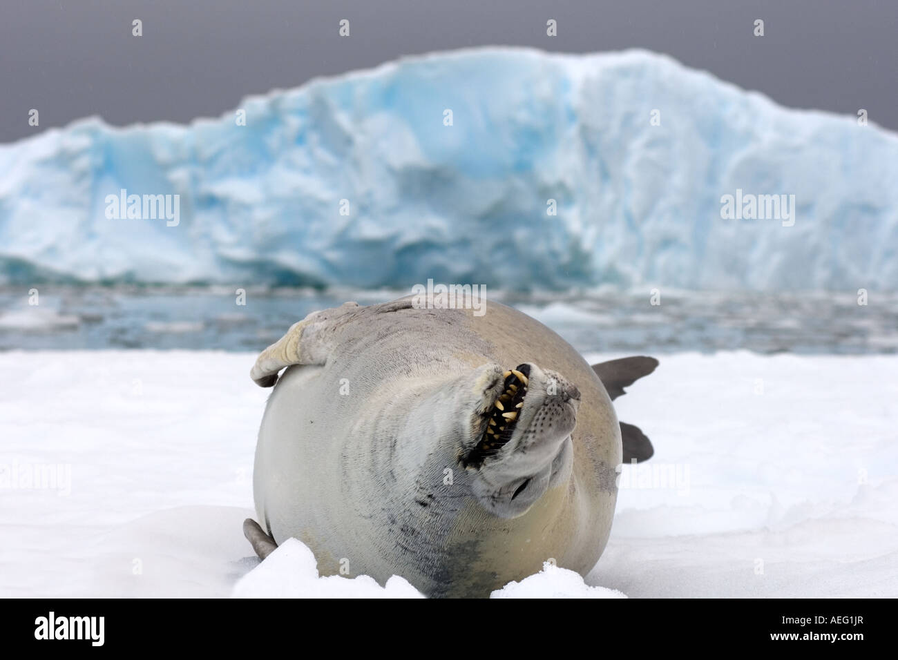 crabeater seal Lobodon carcinophaga resting on a saltwater pan of sea ...