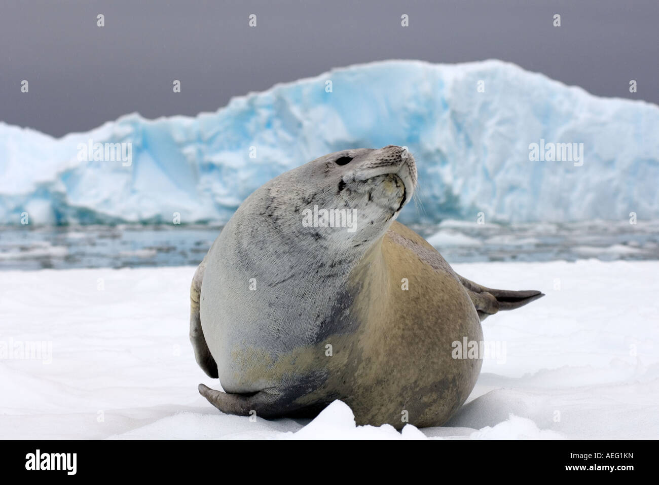 crabeater seal Lobodon carcinophaga resting on a saltwater pan of sea ...